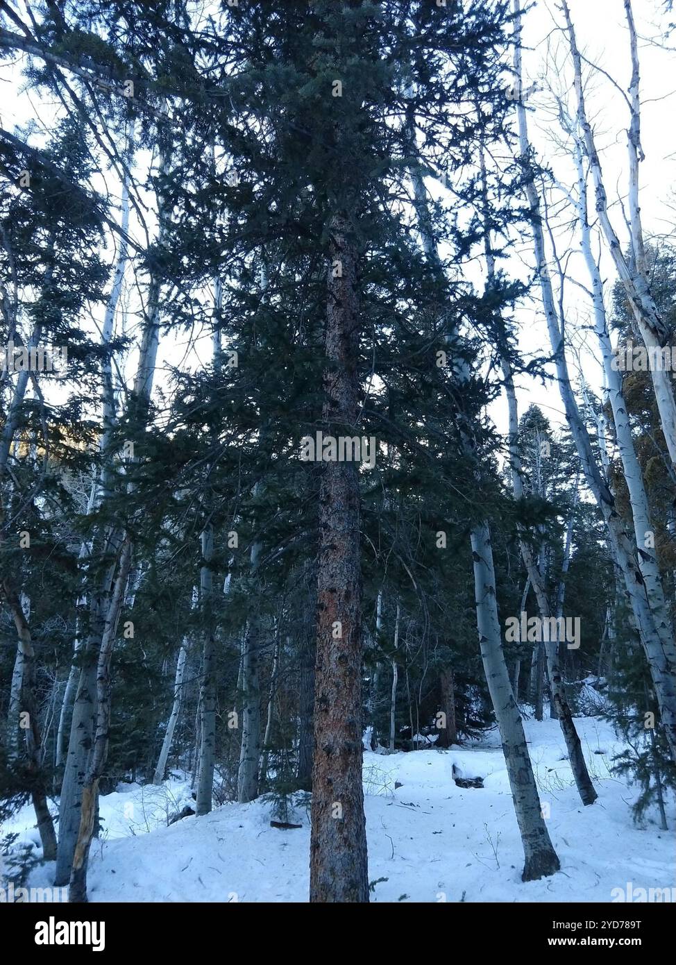 Engelmann spruce (Picea engelmannii Stock Photo - Alamy