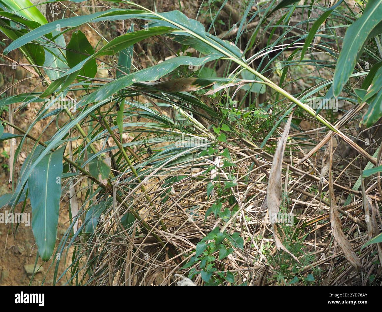 Shell ginger (Alpinia zerumbet Stock Photo - Alamy