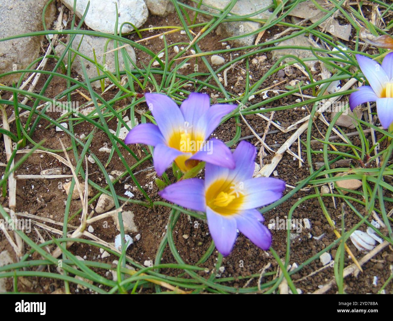 Crocus-leaved romulea (Romulea bulbocodium Stock Photo - Alamy