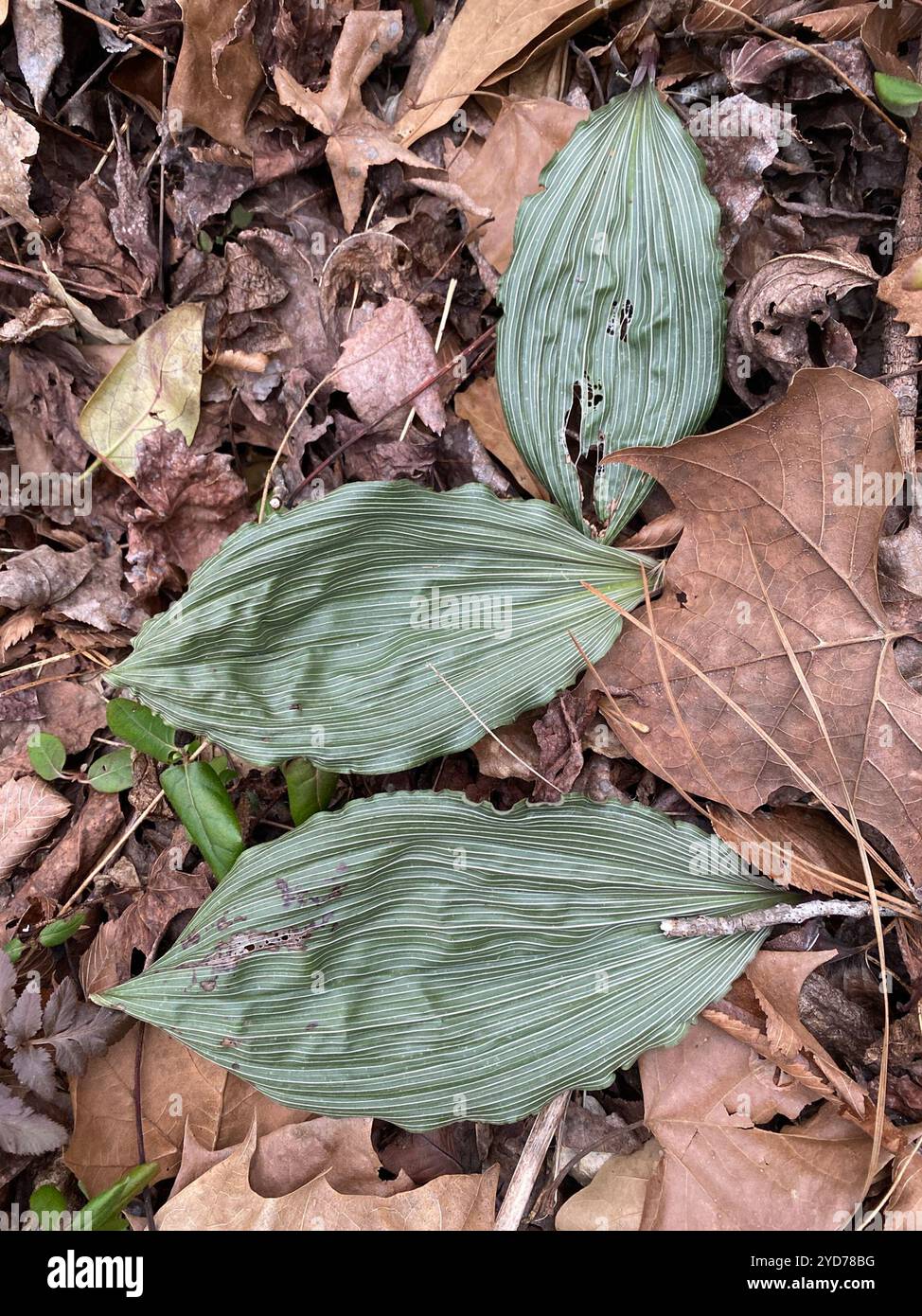 putty root (Aplectrum hyemale Stock Photo - Alamy