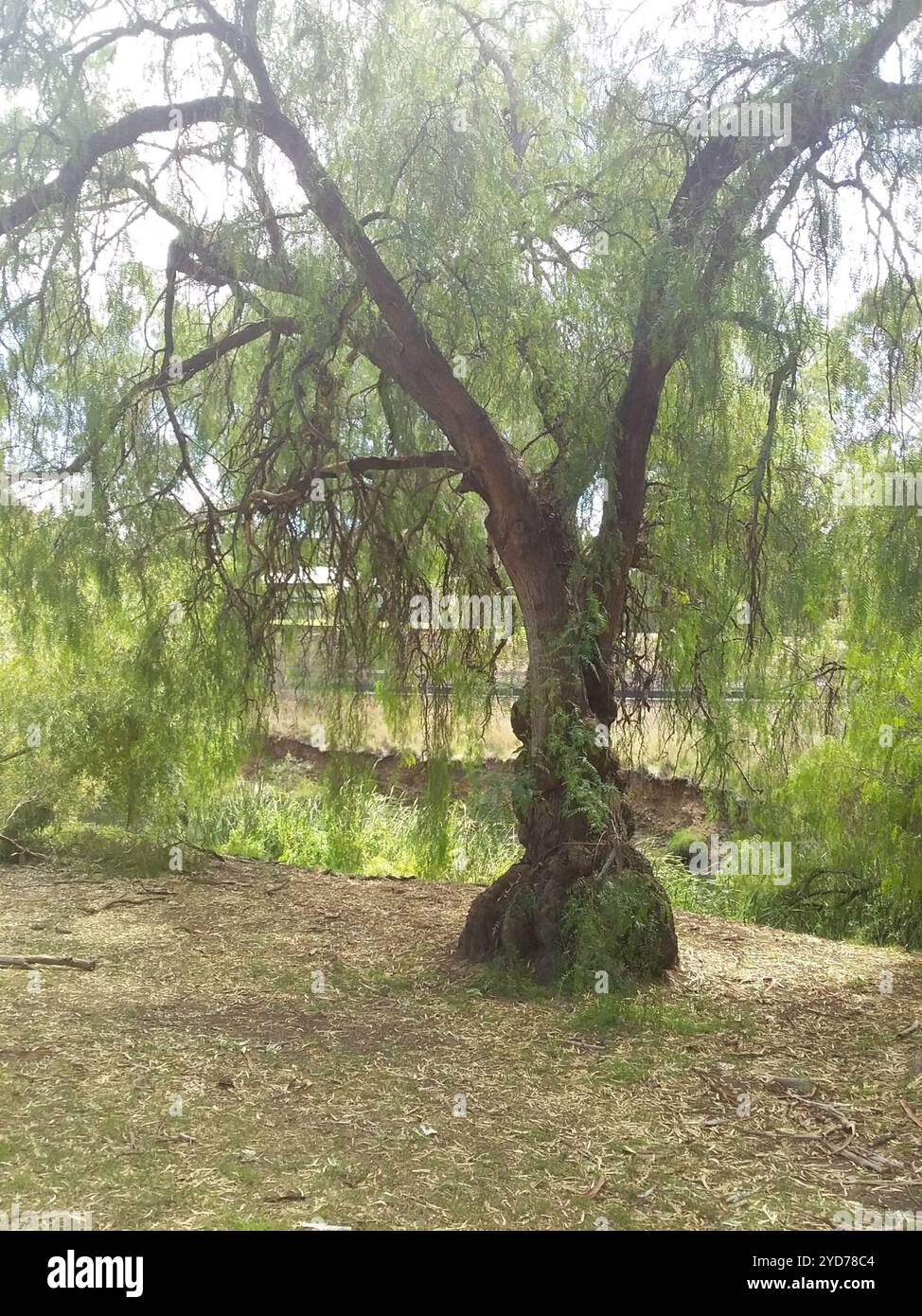 Peruvian Pepper Tree (Schinus molle Stock Photo - Alamy