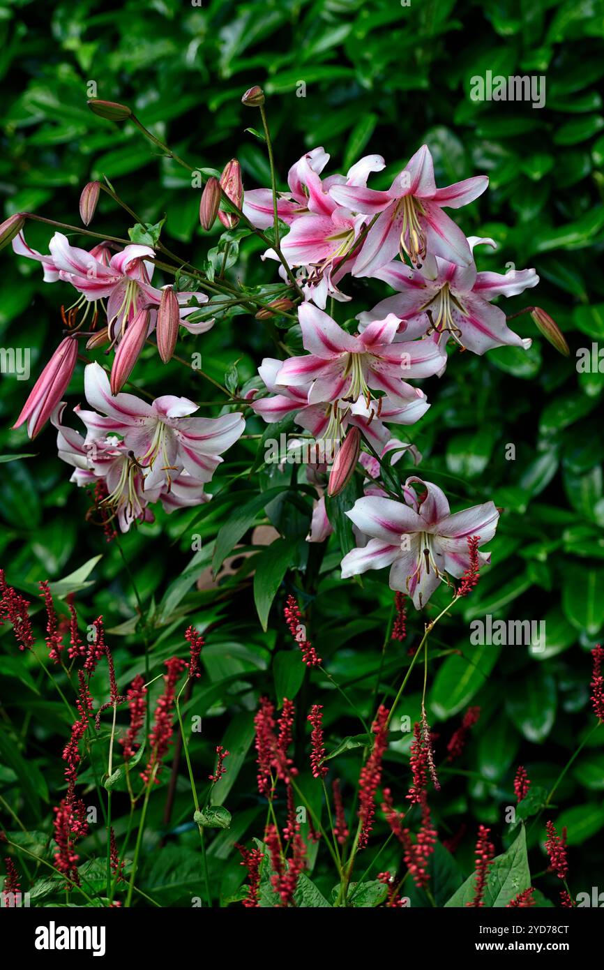 Lily Anastasia,Lilium Anastasia,tree lily,skyscraper lily,Orienpet Lily ...