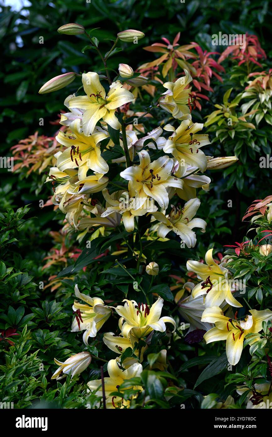 Lily yellow Rocket,Lilium Yellow Rocket,tree lily,skyscraper lily ...