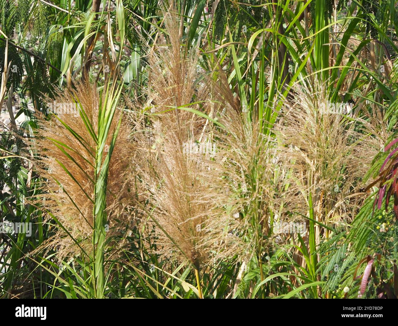 Tall Reed (Phragmites karka Stock Photo - Alamy