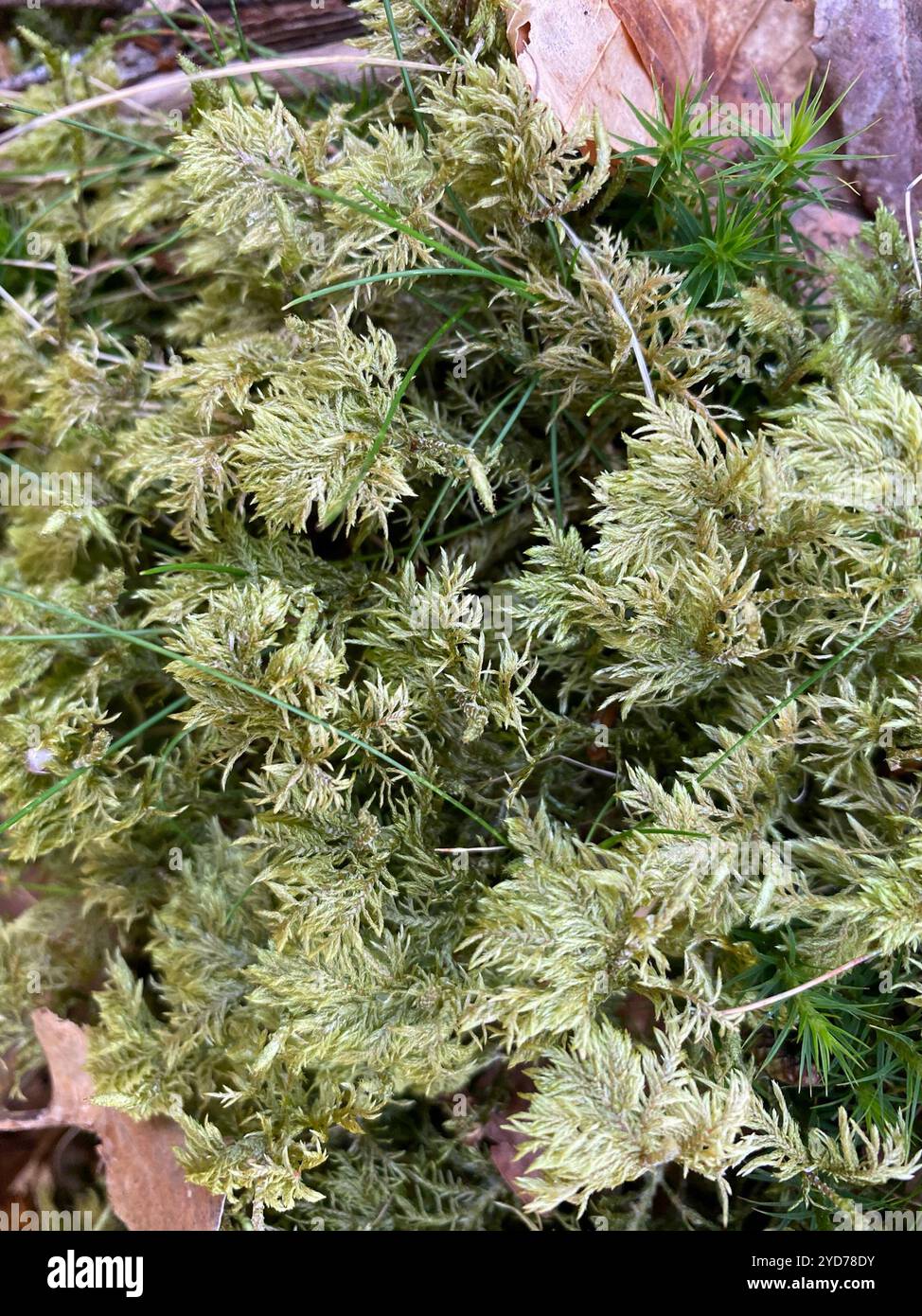 stairstep moss (Hylocomium splendens Stock Photo - Alamy