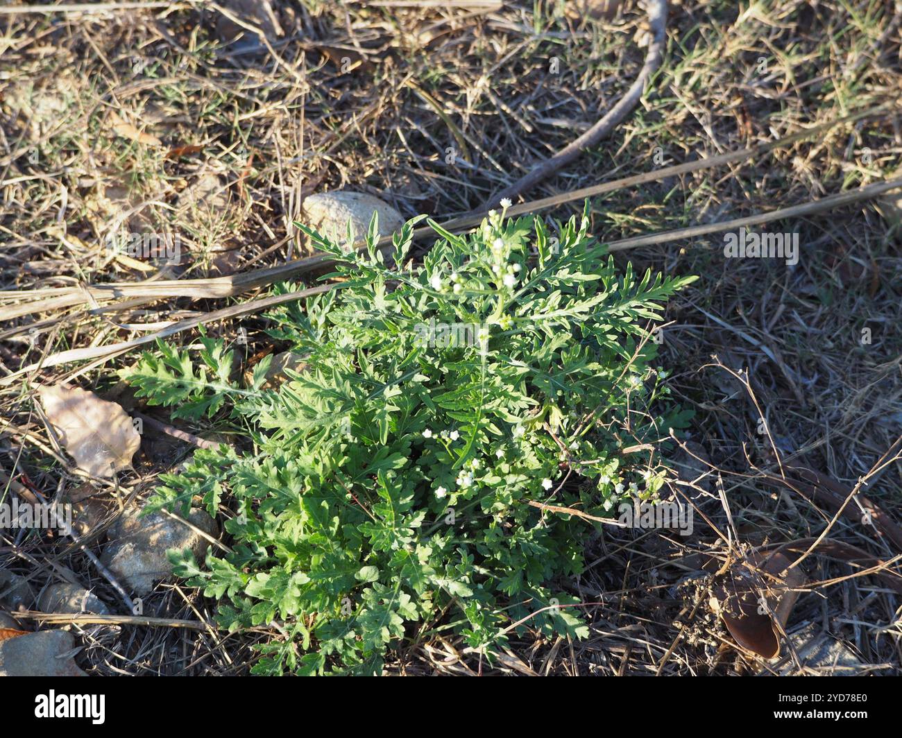 Santa Maria feverfew (Parthenium hysterophorus Stock Photo - Alamy