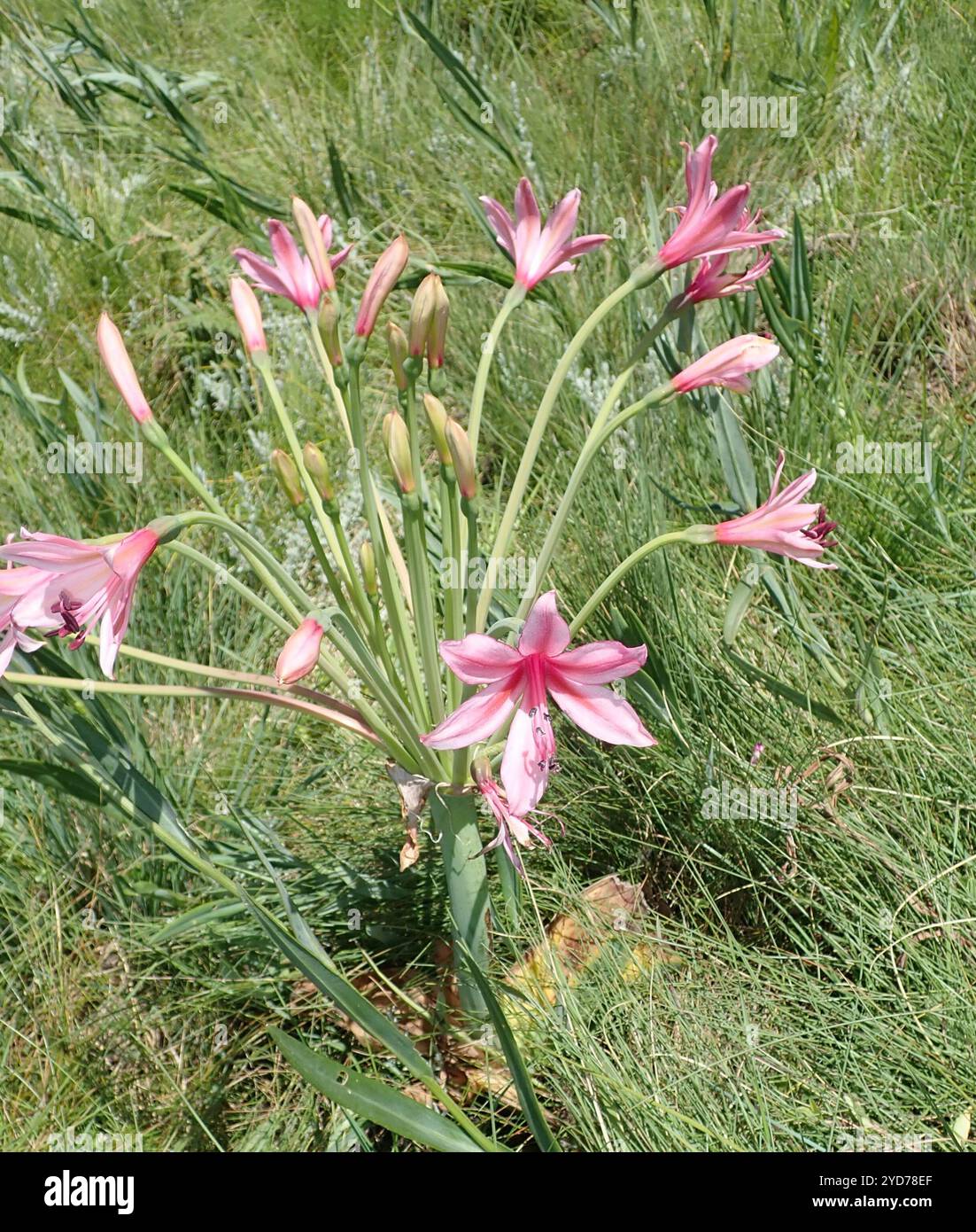 Giant Candelabra (Brunsvigia grandiflora Stock Photo - Alamy