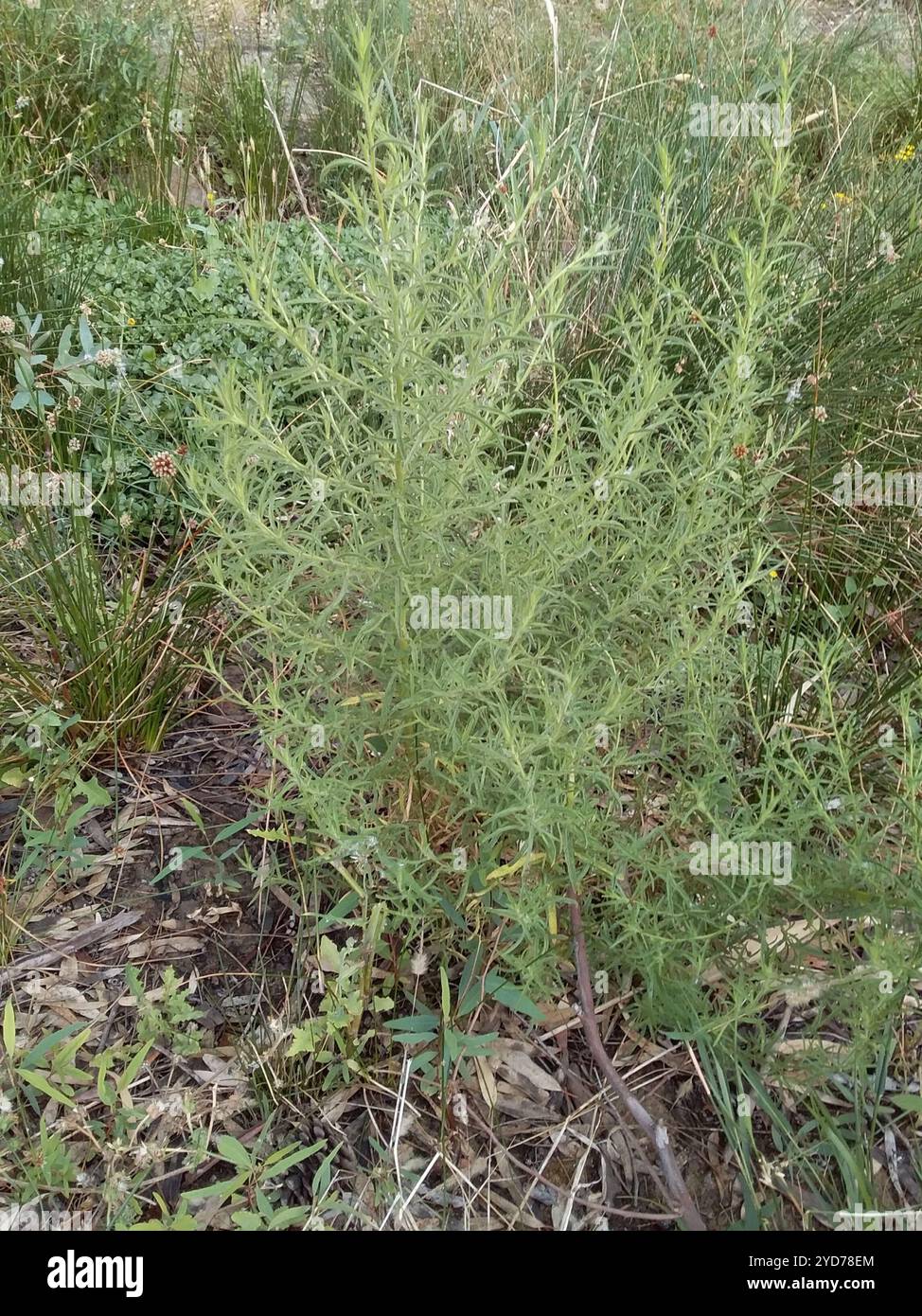 Stinkwort (Dittrichia graveolens Stock Photo - Alamy