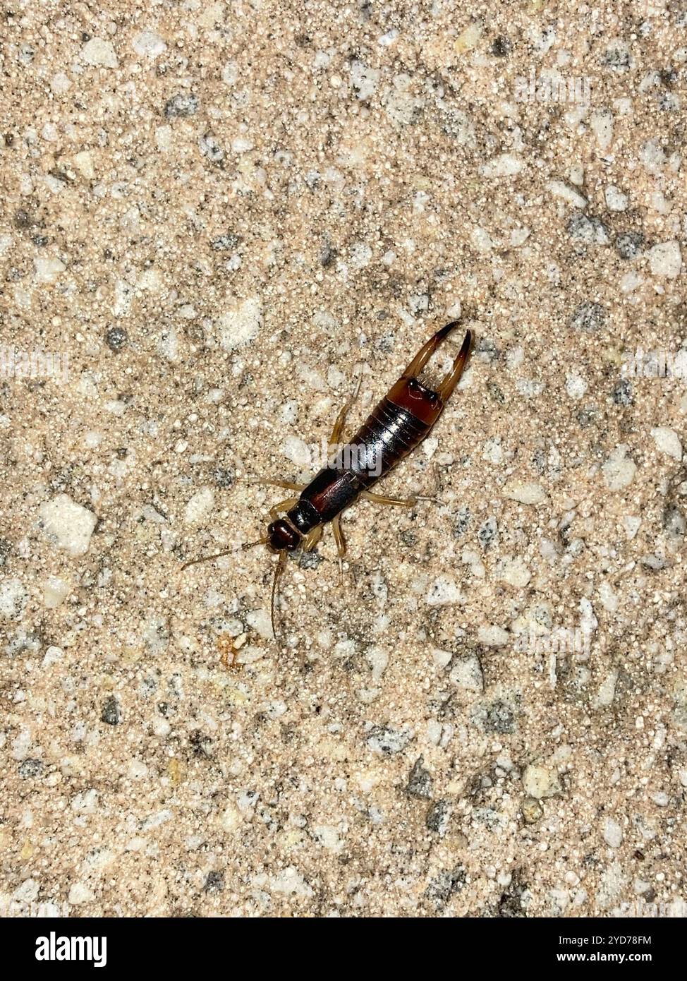Shore Earwig (Labidura riparia Stock Photo - Alamy