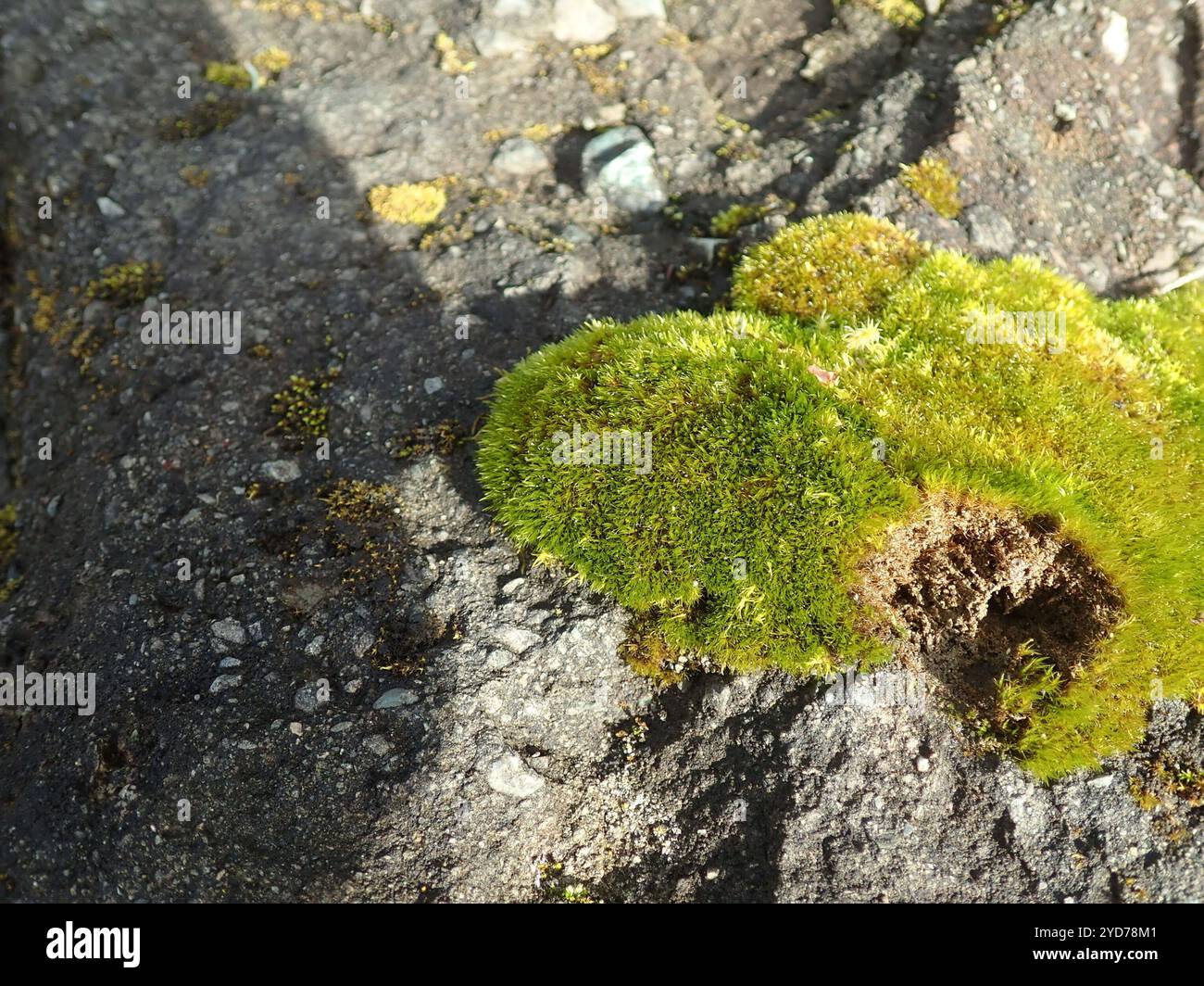 Sharp-leaved Blindia (Blindia acuta Stock Photo - Alamy