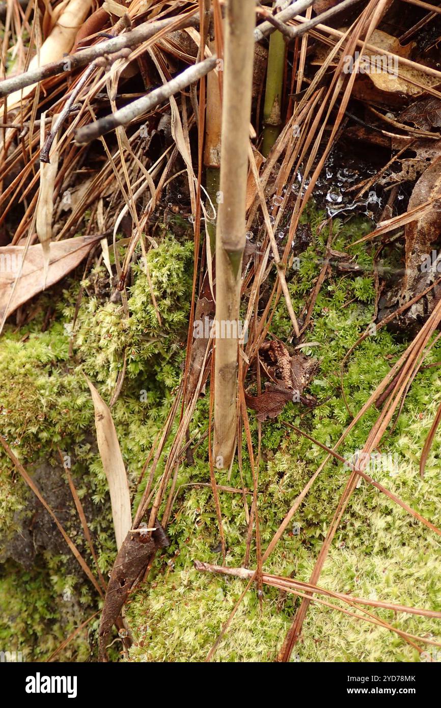 switch cane (Arundinaria tecta Stock Photo - Alamy