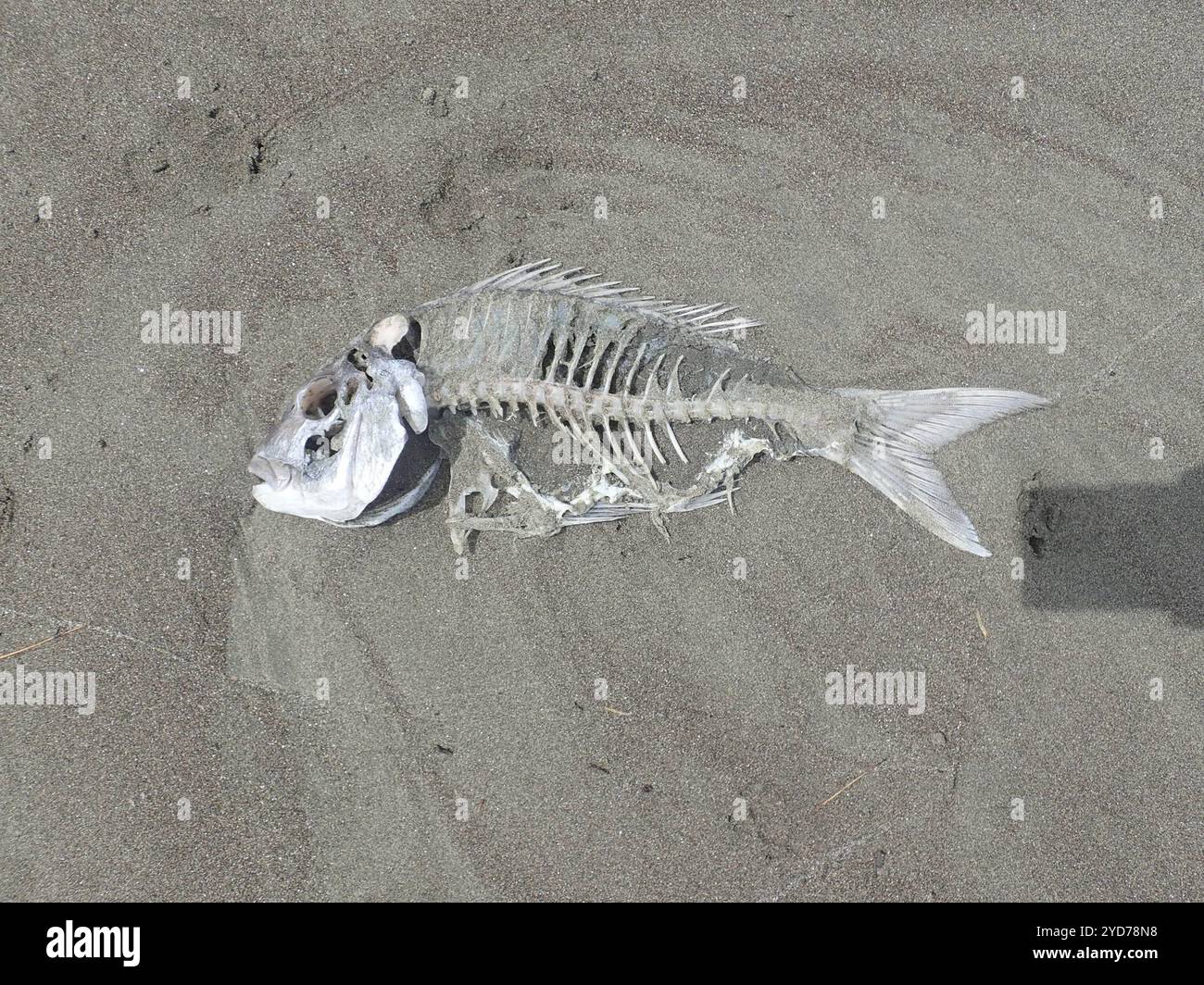 Chrysophrys auratus hi-res stock photography and images - Alamy