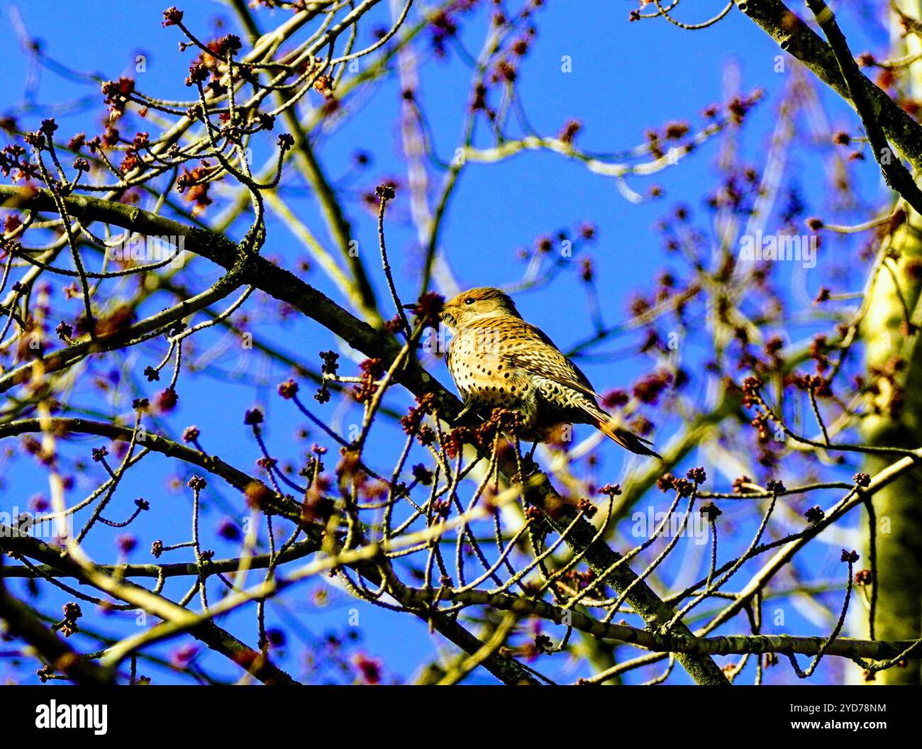 Northern Flicker (Colaptes auratus Stock Photo - Alamy