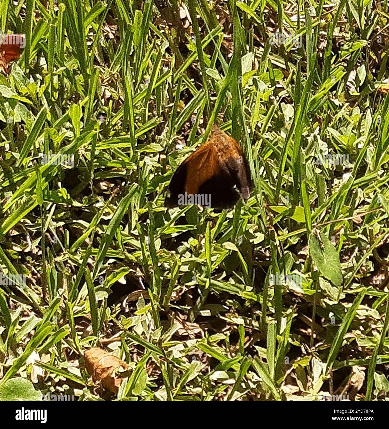 Orion Cecropian (Historis odius Stock Photo - Alamy