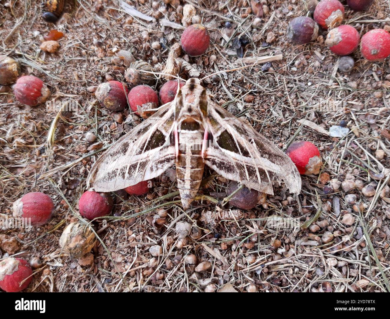 Vine sphinx eumorpha vitis hi-res stock photography and images - Alamy