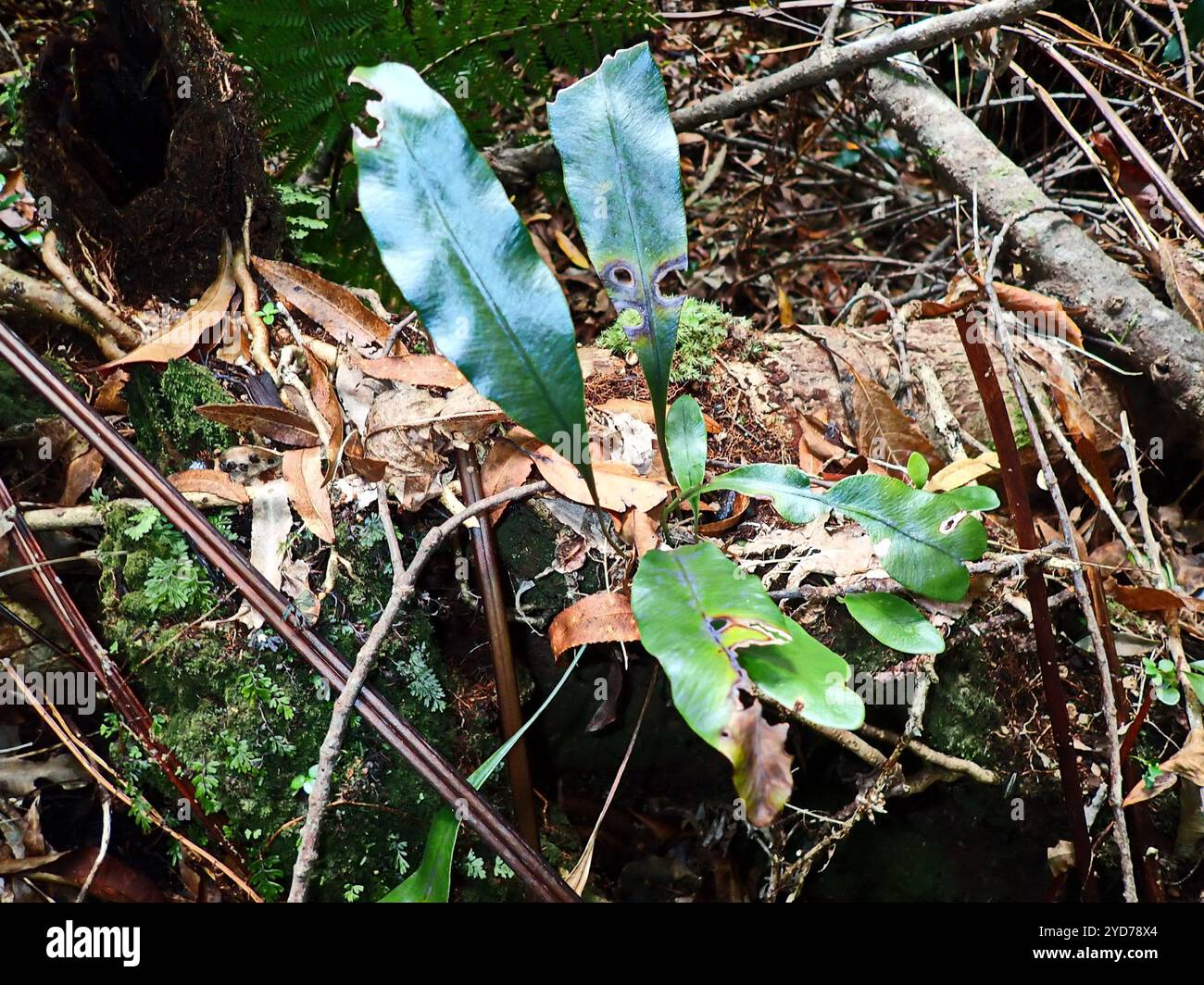 Buck Tongue Fern (Elaphoglossum angustatum Stock Photo - Alamy