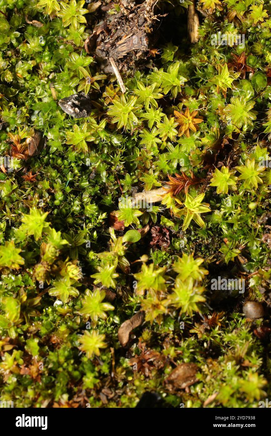 Star Moss (Syntrichia ruralis Stock Photo - Alamy