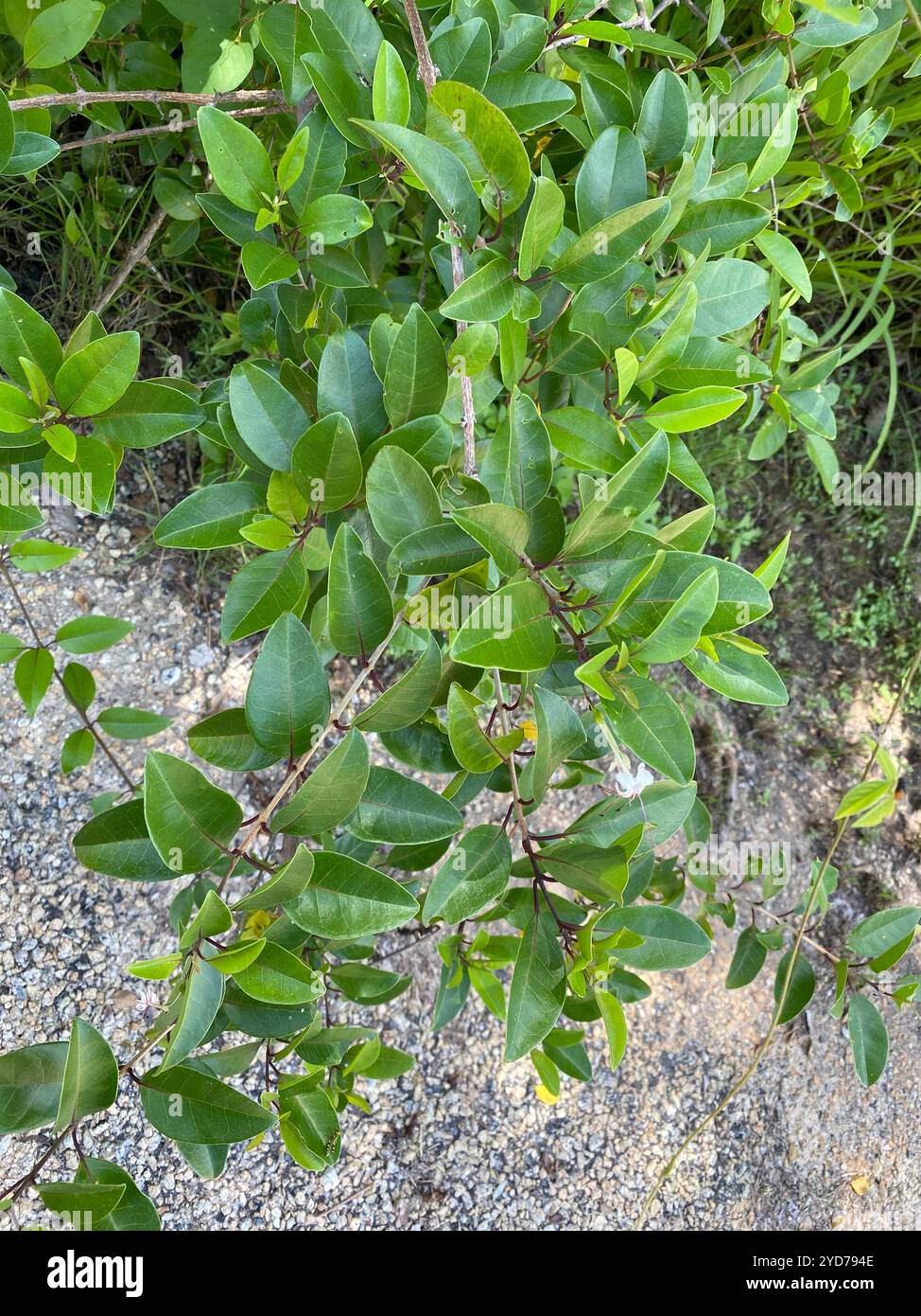 scrambling clerodendrum (Volkameria inermis Stock Photo - Alamy