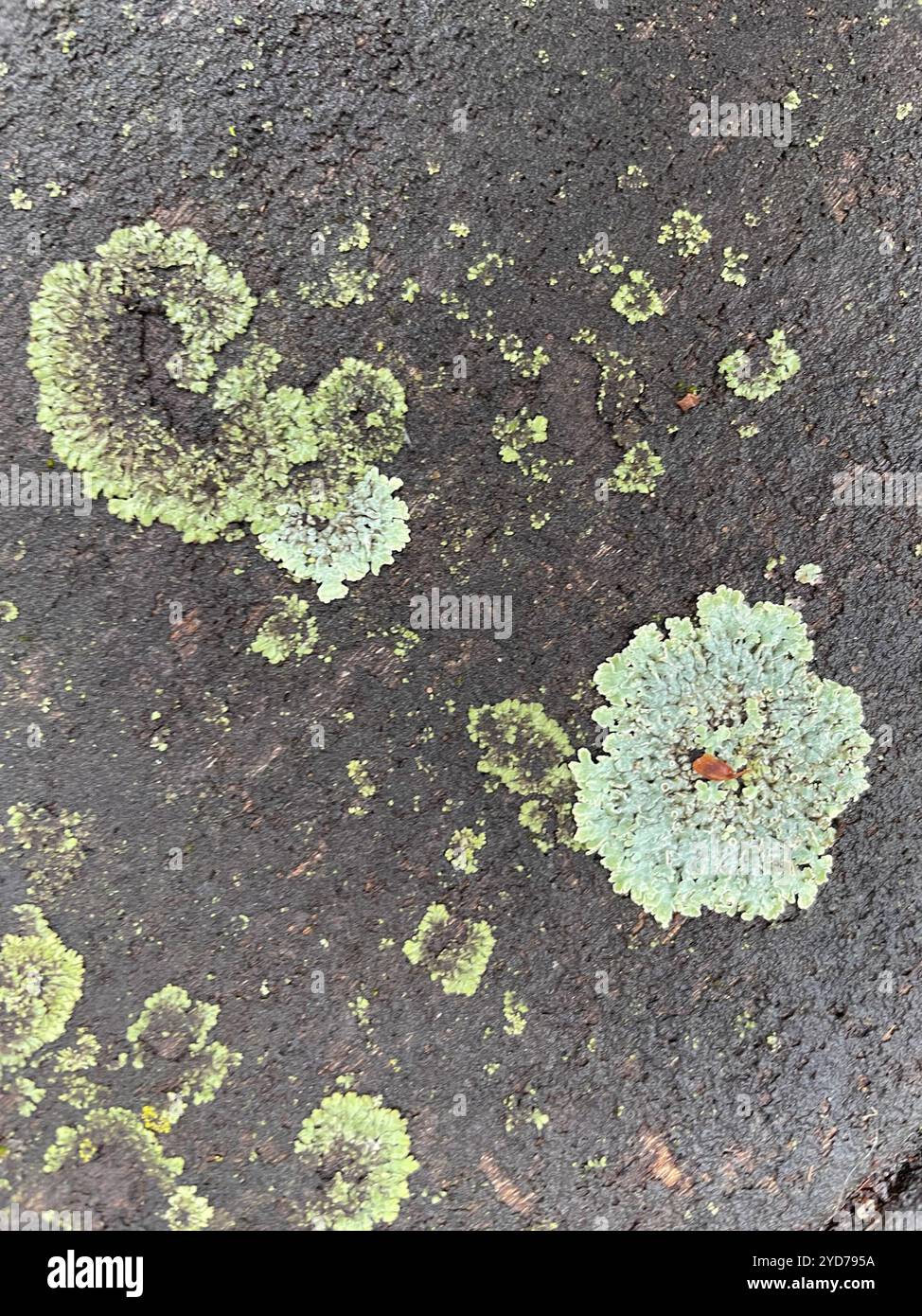 common greenshield lichen (Flavoparmelia caperata Stock Photo - Alamy