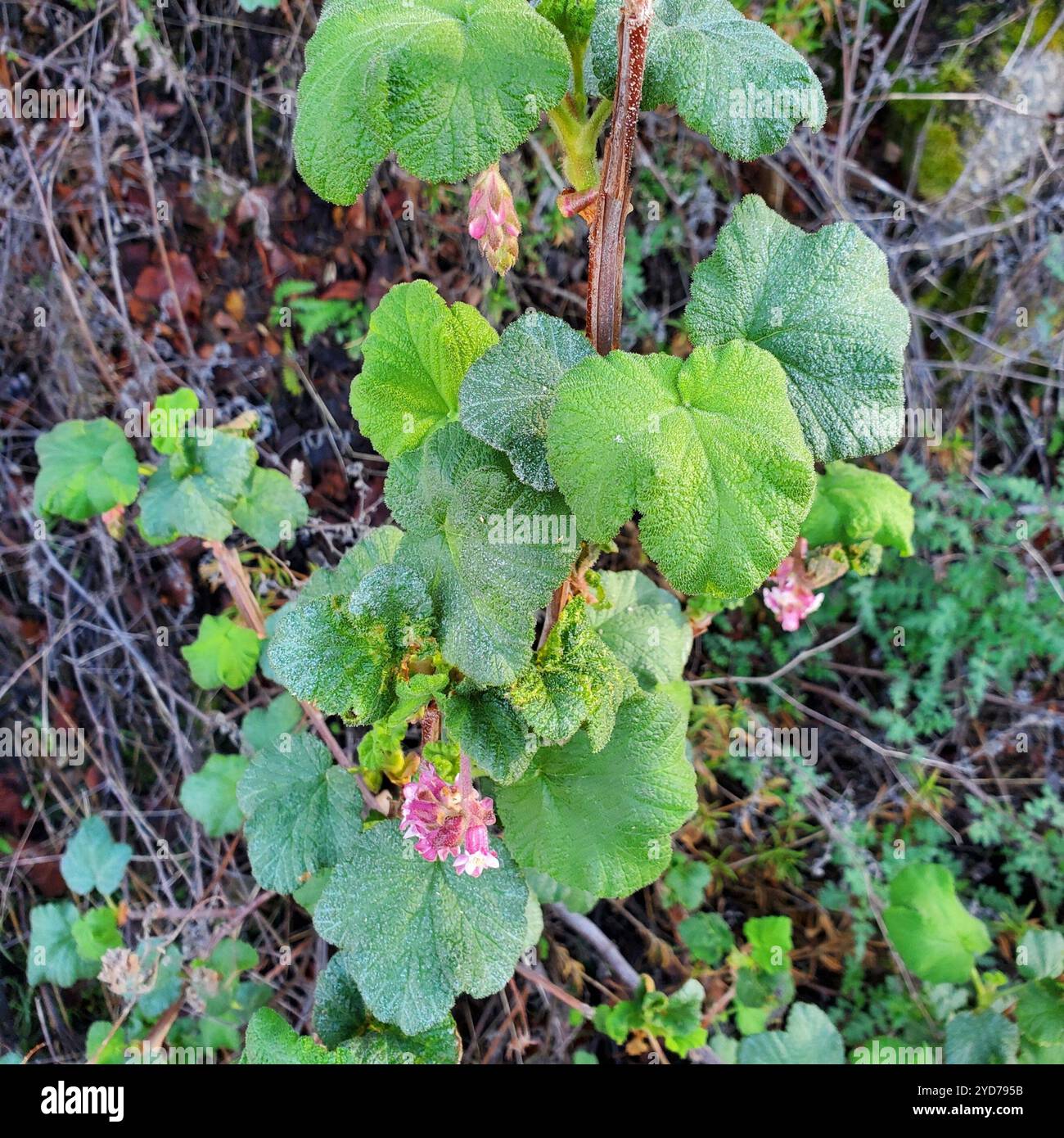 Chaparral Currant (Ribes malvaceum Stock Photo - Alamy