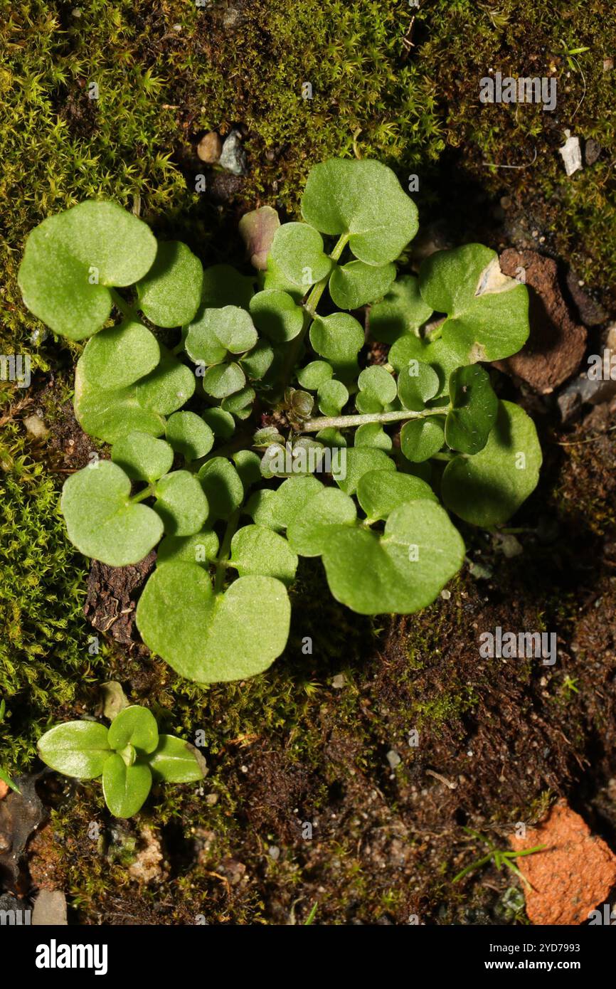 hairy bittercress (Cardamine hirsuta Stock Photo - Alamy