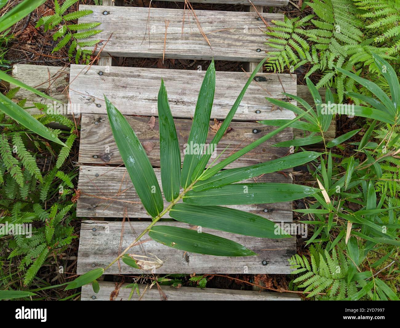 switch cane (Arundinaria tecta Stock Photo - Alamy