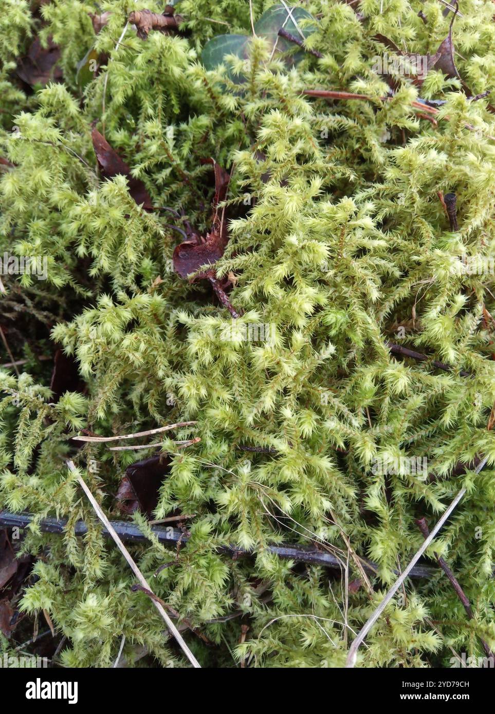 rough goose neck moss (Hylocomiadelphus triquetrus Stock Photo - Alamy