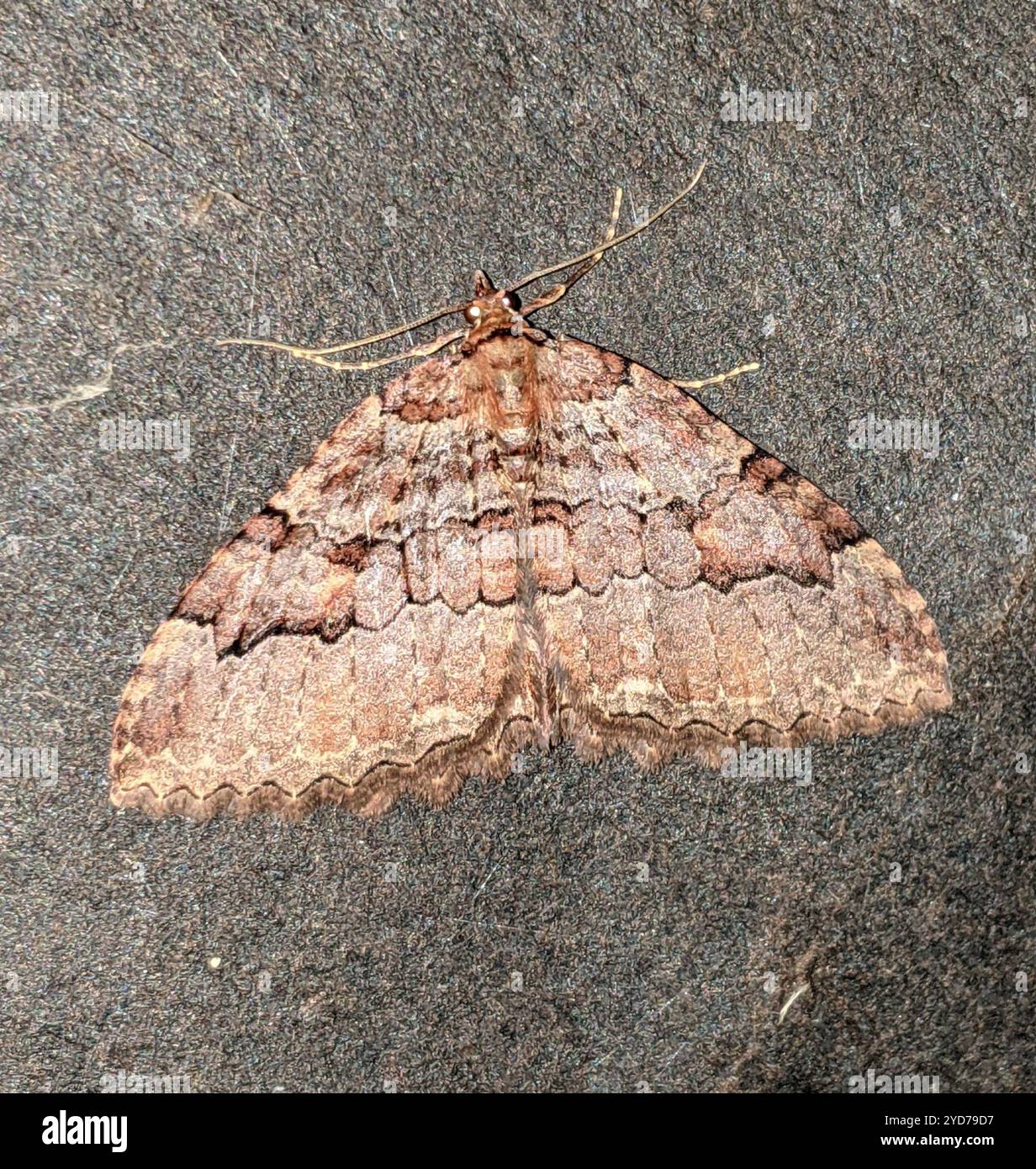 Triphosa haesitata hi-res stock photography and images - Alamy