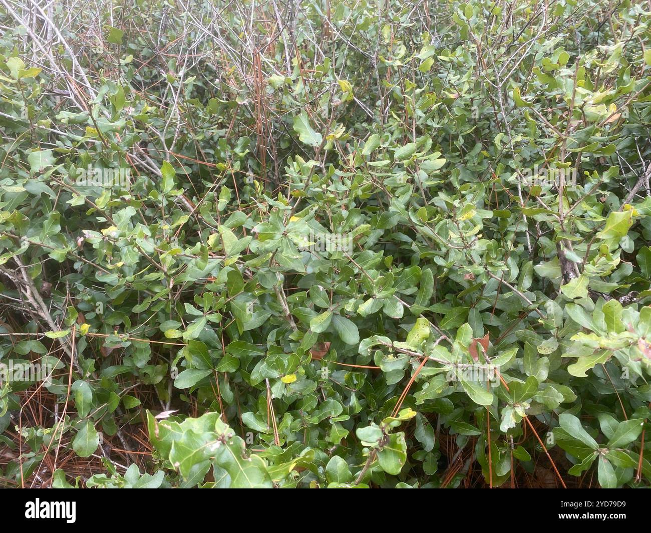 Myrtle Oak (Quercus myrtifolia Stock Photo - Alamy