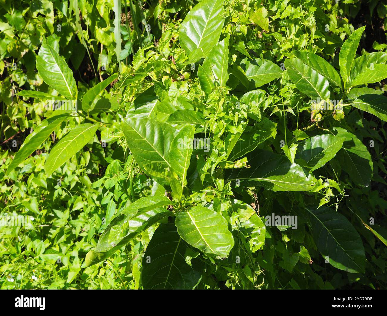 Hauili fig tree (Ficus septica Stock Photo - Alamy