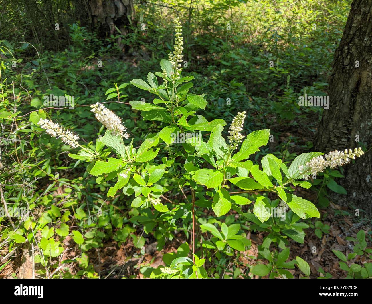 Sweet Pepperbush (Clethra alnifolia Stock Photo - Alamy