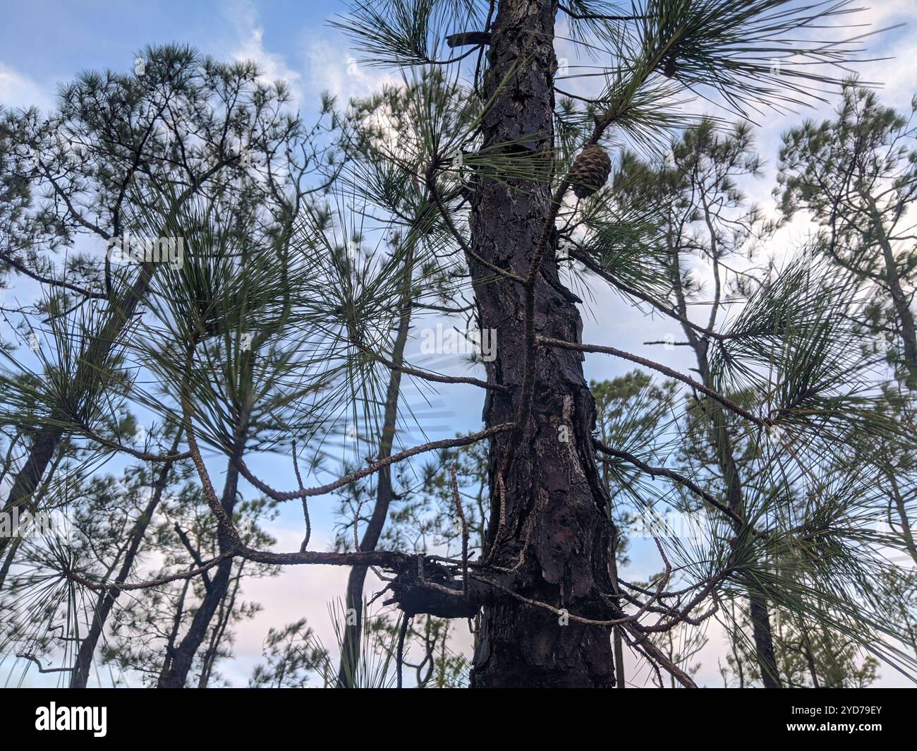 pond pine (Pinus serotina Stock Photo - Alamy