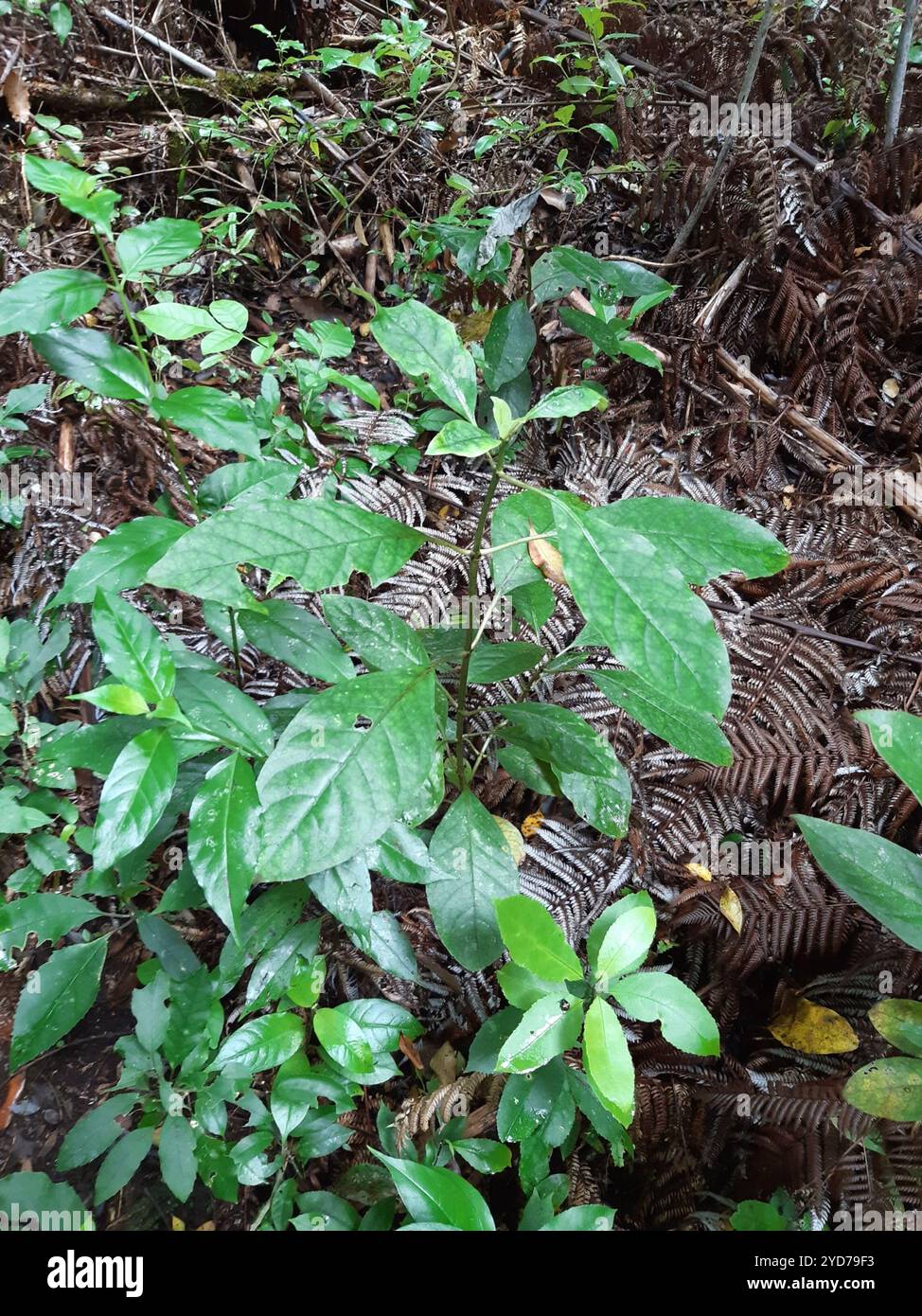Kanono (Coprosma grandifolia Stock Photo - Alamy
