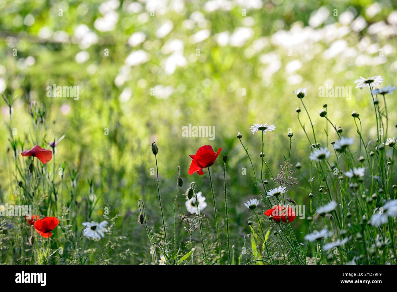 wildflower meadow, annual, annuals,wildflowers, meadows, wild, gardens ...