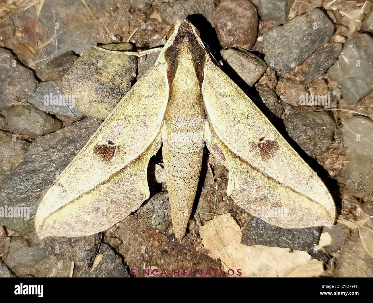 Sphinx Moths (Sphingidae Stock Photo - Alamy