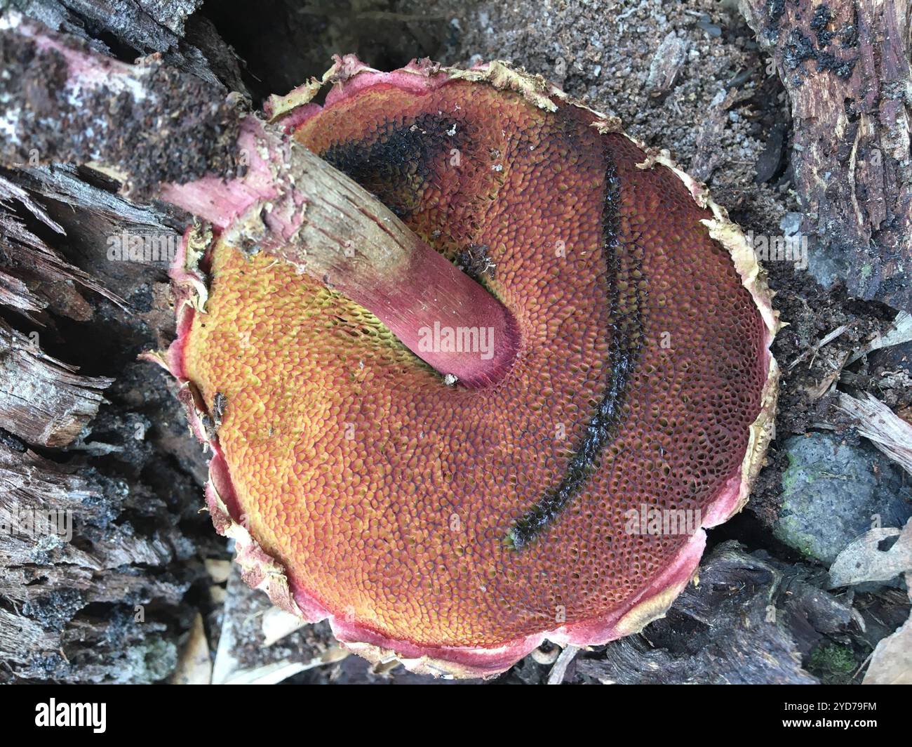 Boletellus emodensis hi-res stock photography and images - Alamy