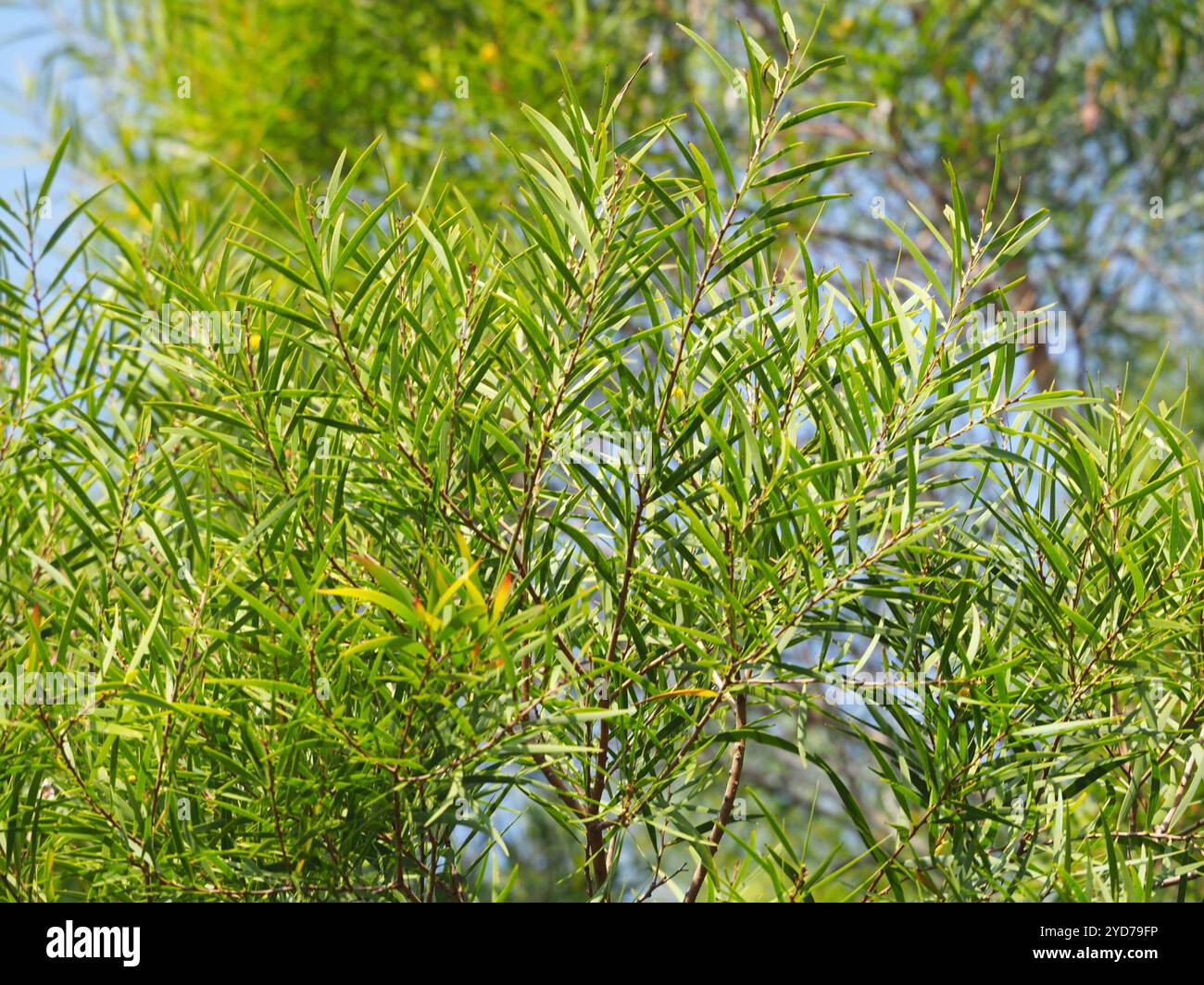 Taiwan Acacia (Acacia confusa Stock Photo - Alamy