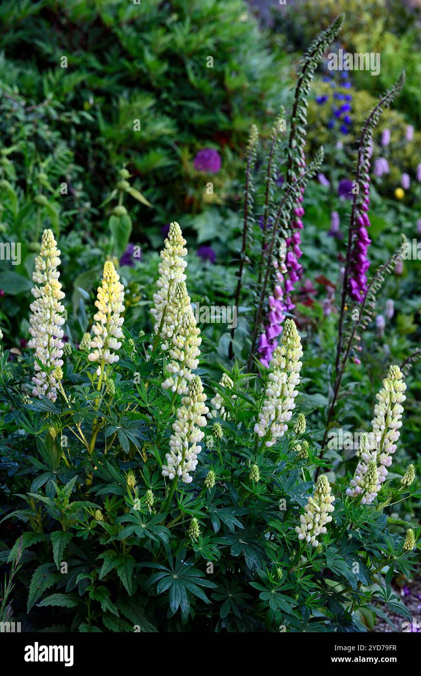 lupin and foxgloves,lupins and foxgloves,mixed planting scheme,cottage ...