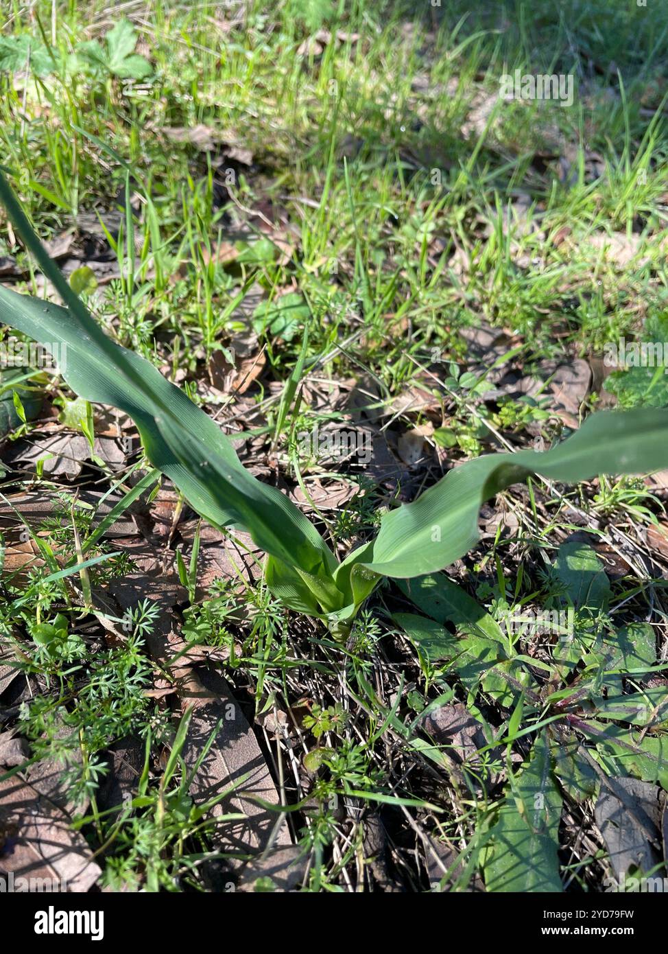 wavy-leafed soap plant (Chlorogalum pomeridianum Stock Photo - Alamy