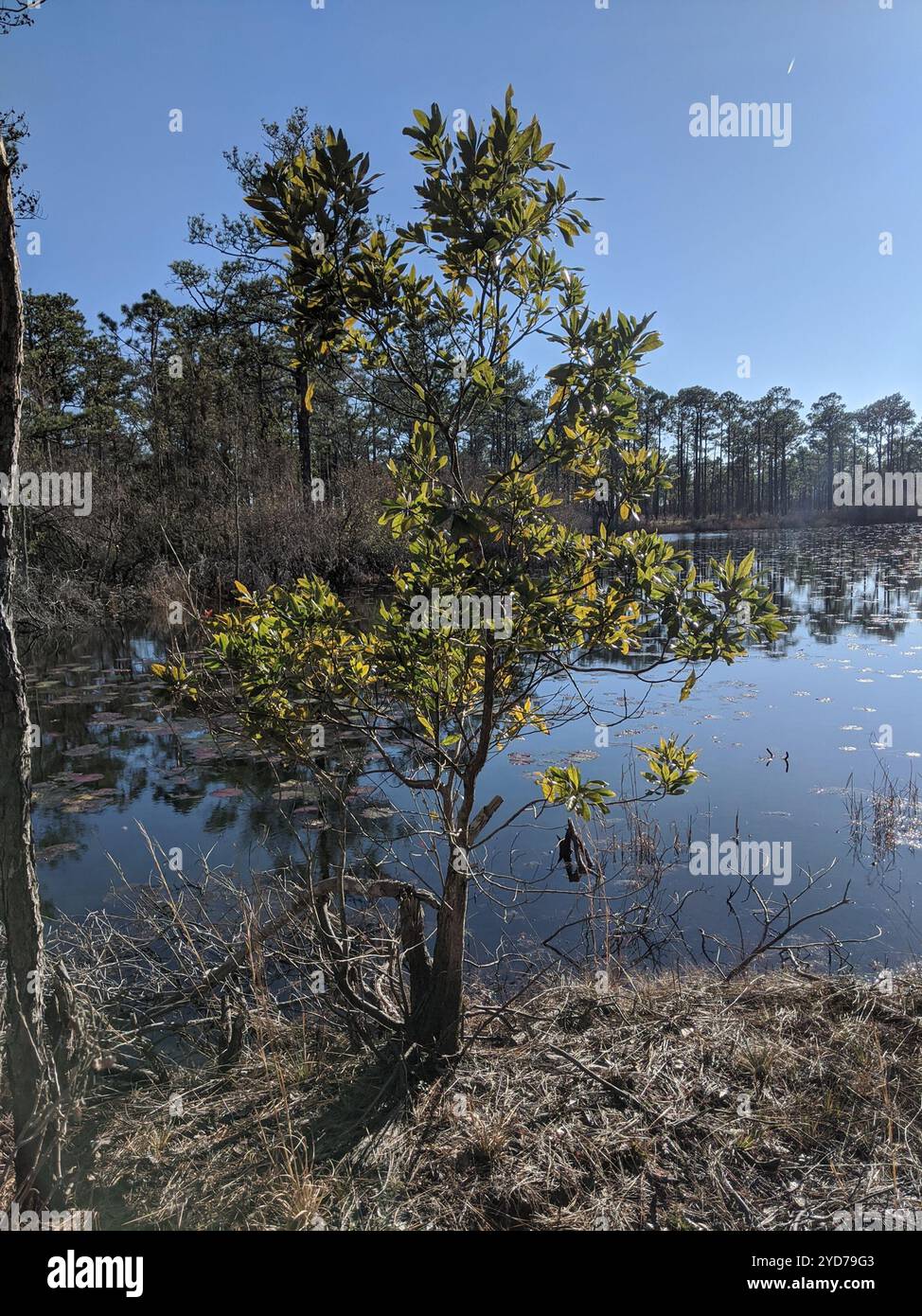 Swamp Bay (Persea palustris Stock Photo - Alamy