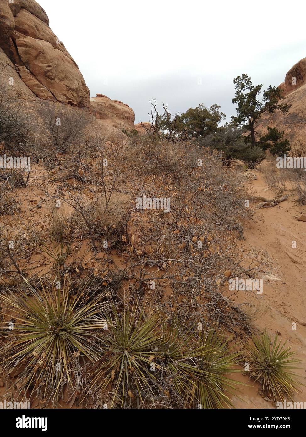 White Oaks Quercus Stock Photo Alamy
