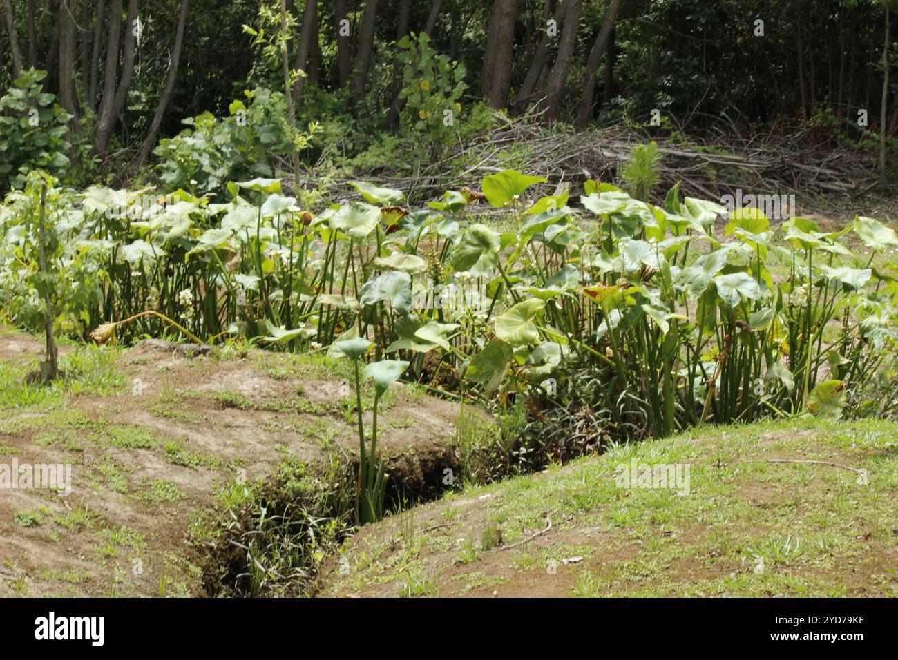 Aztec arrowhead (Sagittaria montevidensis Stock Photo - Alamy