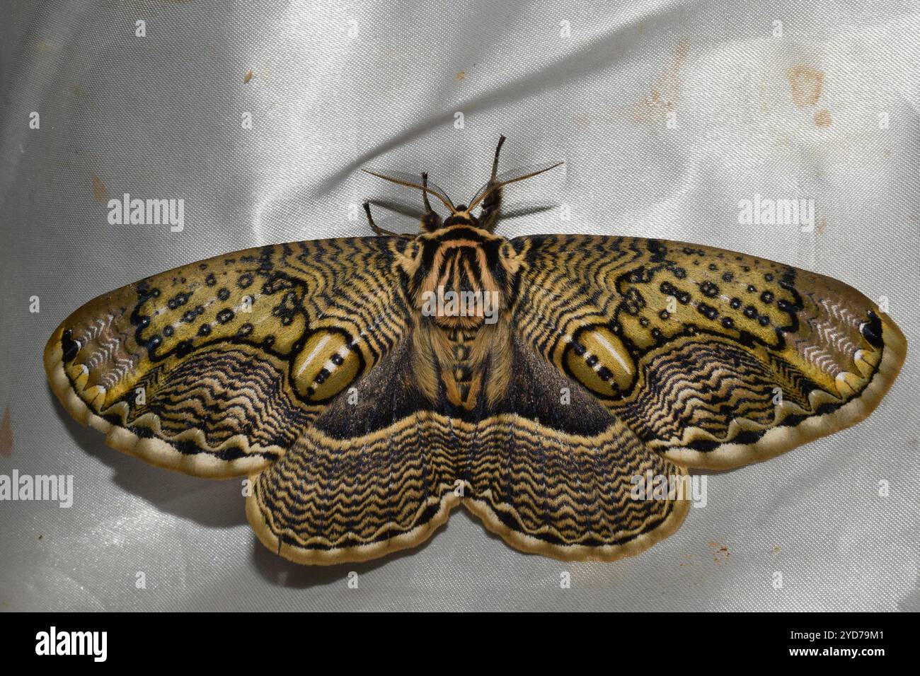 Japanese Owl Moth (Brahmaea japonica Stock Photo - Alamy