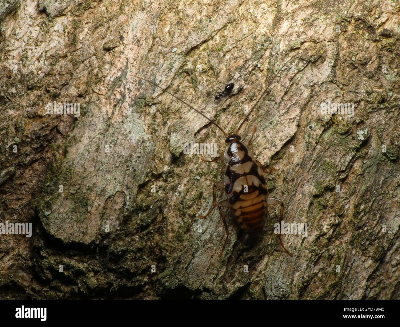 Cockroaches and Termites (Blattodea Stock Photo - Alamy