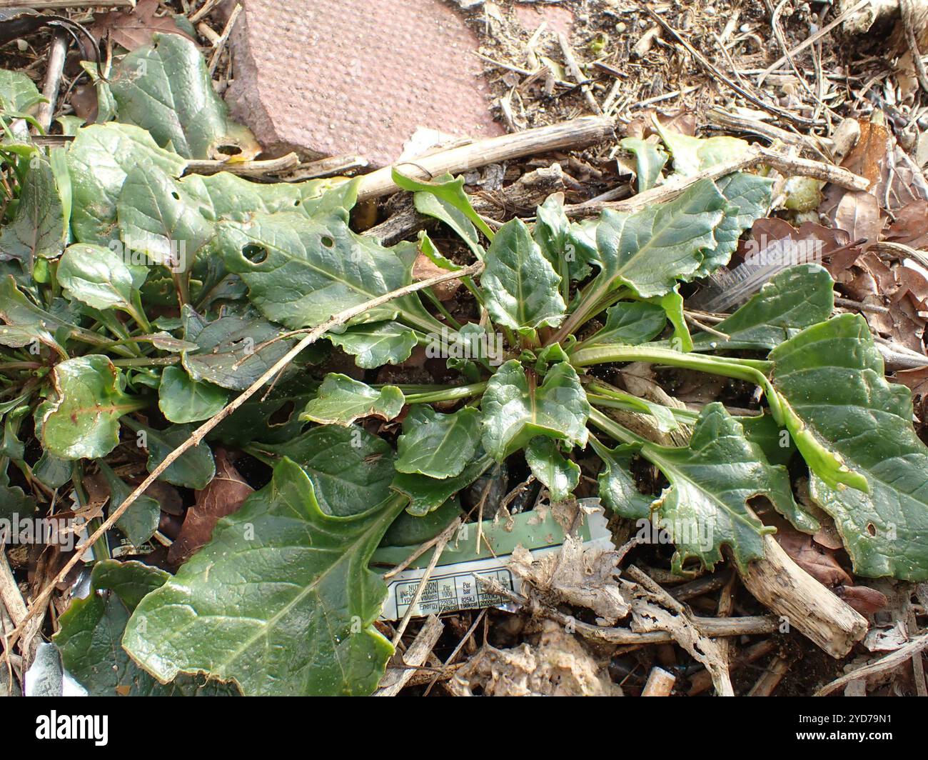 sea beet (Beta vulgaris maritima Stock Photo - Alamy