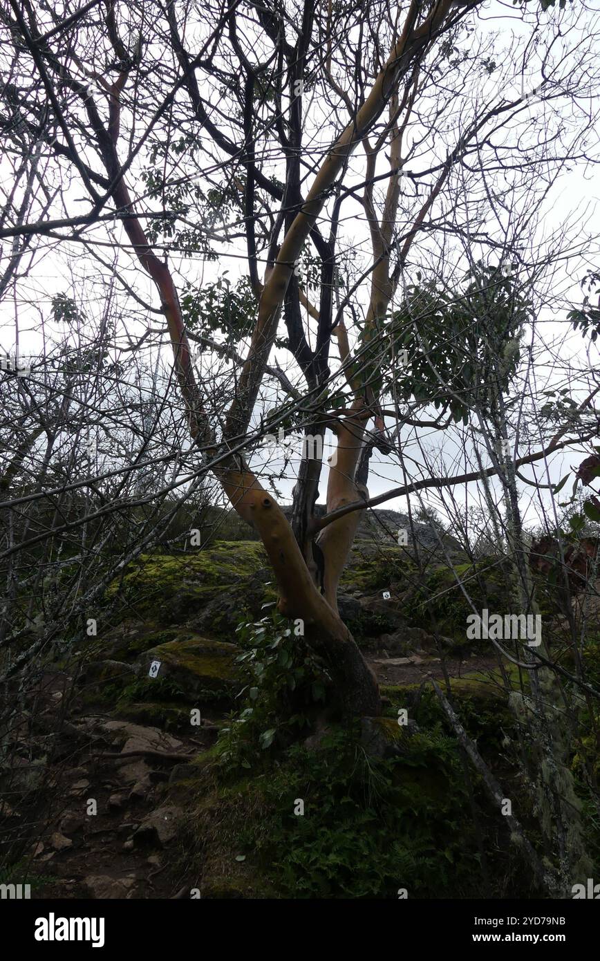 Pacific madrone (Arbutus menziesii Stock Photo - Alamy