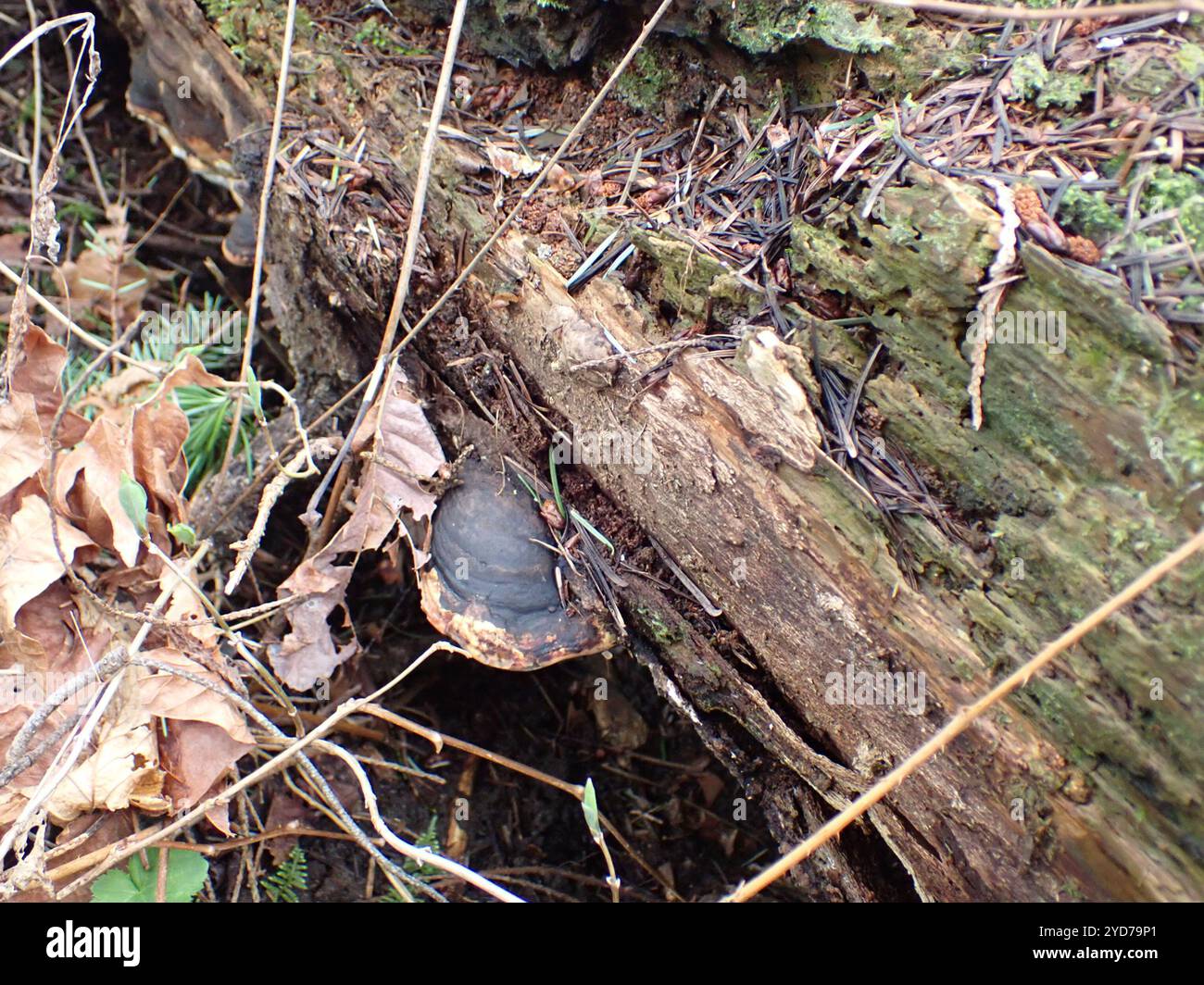 Northern Red Belt (Fomitopsis mounceae Stock Photo - Alamy