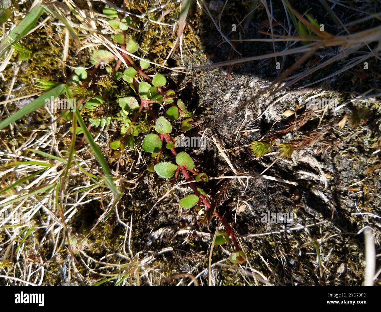 creeping raspwort (Gonocarpus micranthus Stock Photo - Alamy