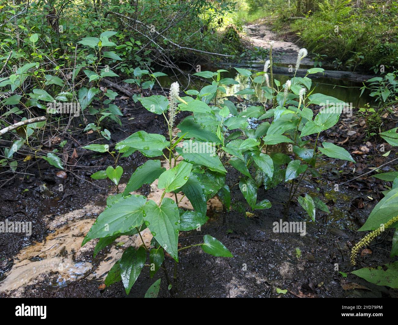 lizard's tail (Saururus cernuus Stock Photo - Alamy