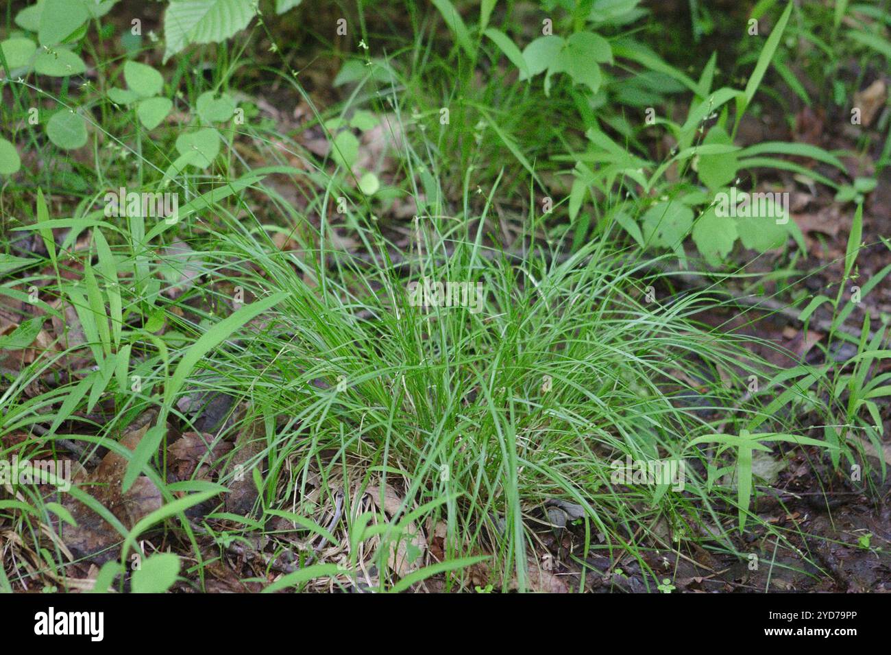 bracted sedge (Carex radiata Stock Photo - Alamy